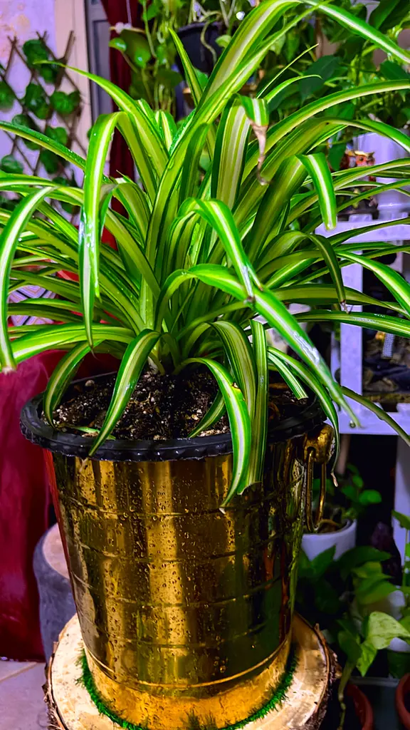 Spider plant for sale | dubizzle