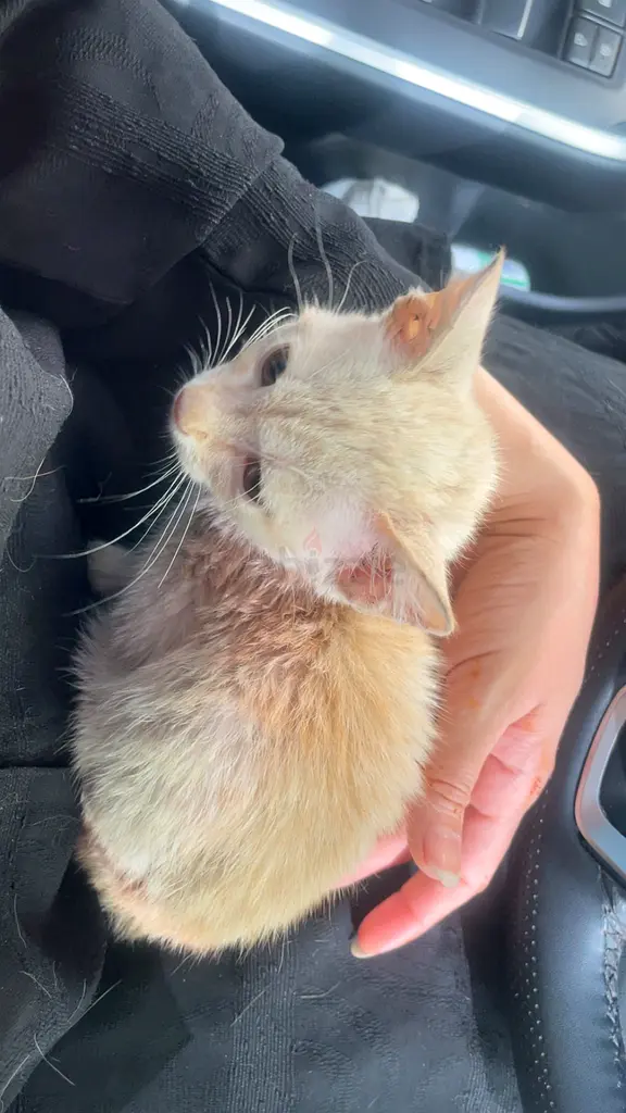 Beautiful male kitten for free adoption | dubizzle Dubai