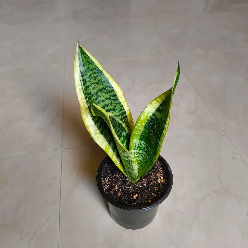 Collection of Beautiful Snake Plants for Sale | dubizzle Sharjah