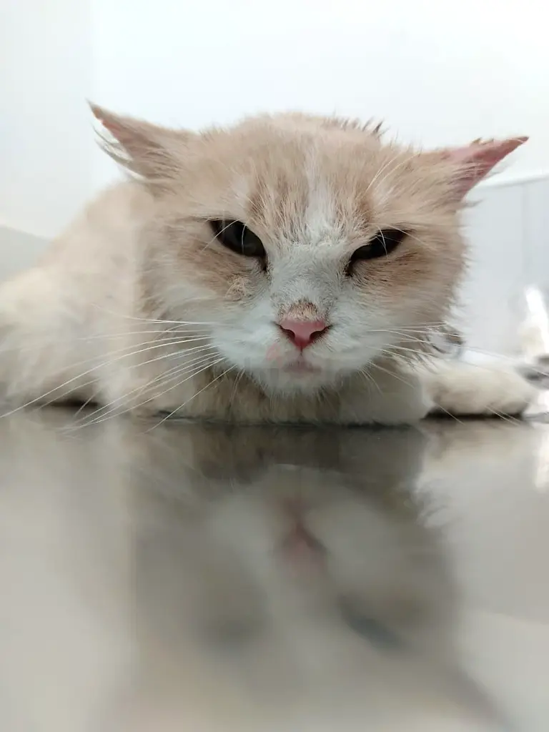 Mix turkish angora female cat for free adoption | dubizzle Dubai