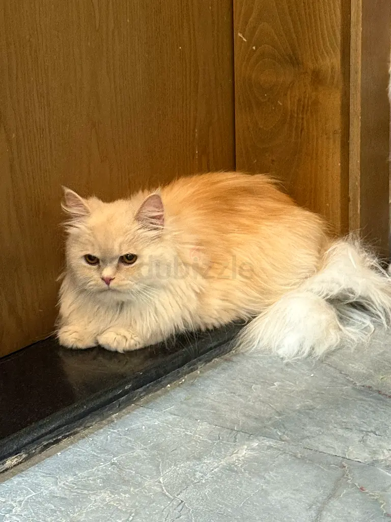 Cat for free adoption | dubizzle UAE