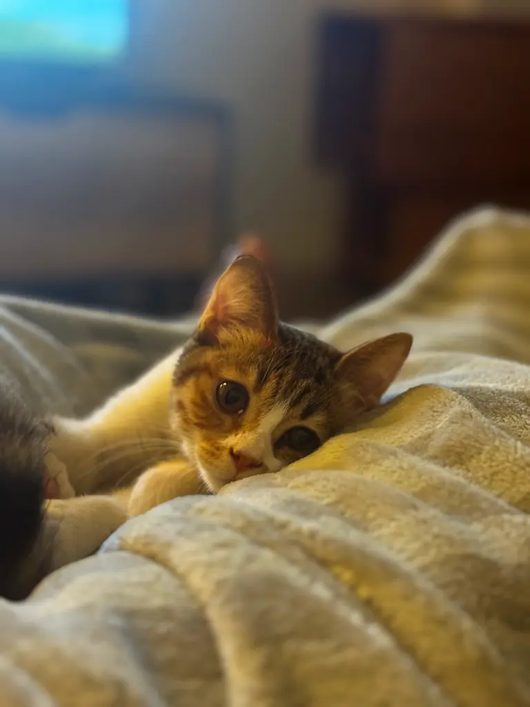 Cat for adoption | dubizzle Dubai