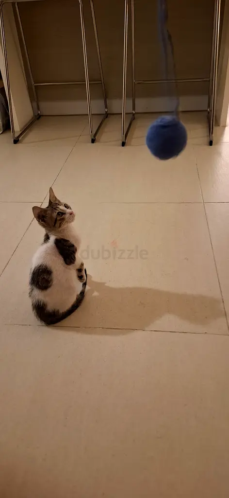 Adorable Cat Looking for a Loving Home. Only 7 weeks old, very cute ...