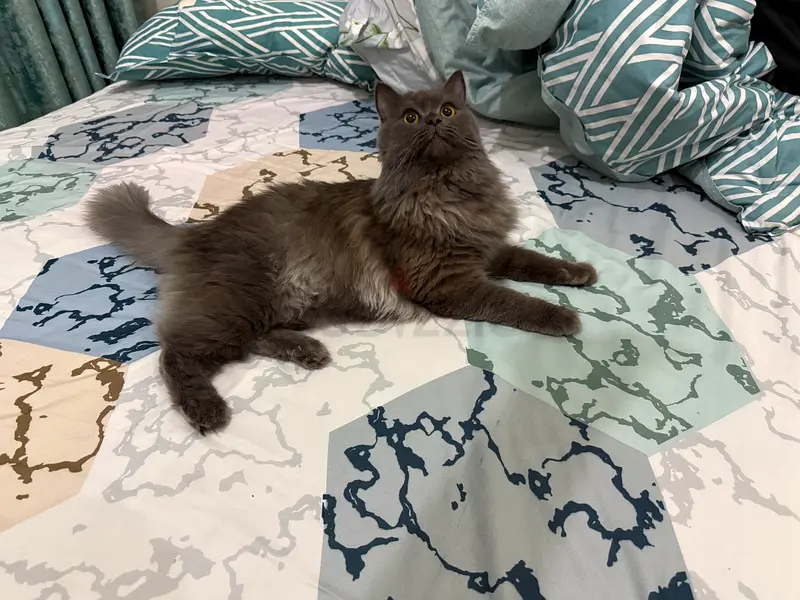 British male cat for free adoption | dubizzle Ajman