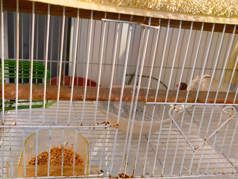 BIRD CAGE | dubizzle Dubai