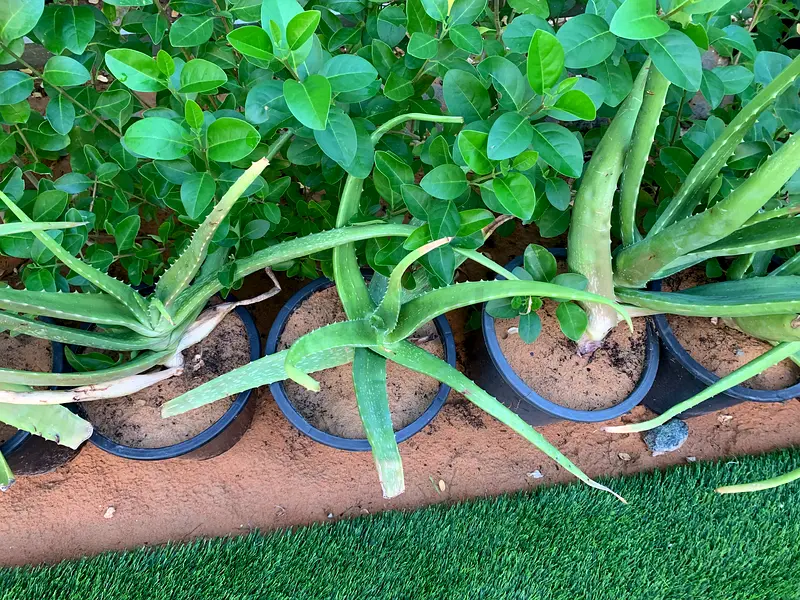 Healthy Aloe Vera Plants for Your Home Garden | dubizzle Ajman