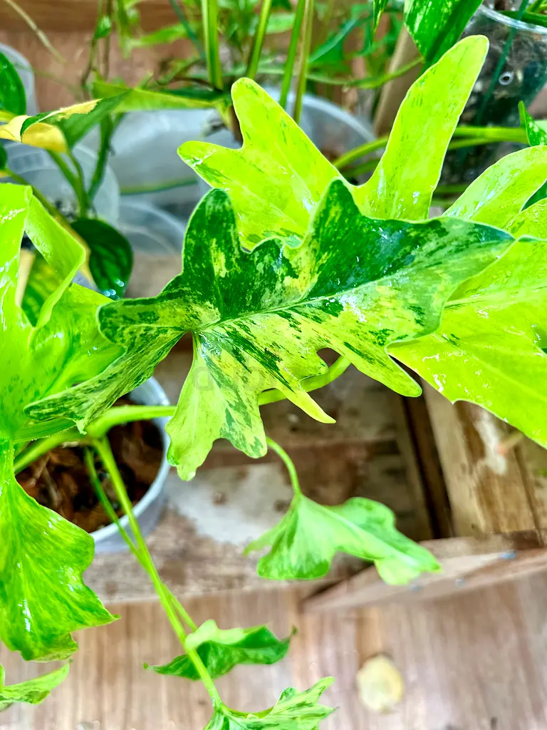 Variegated Selloum. AED1000/-. Pickup near financial center metro ...