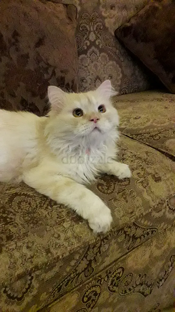 BILLY BOB : 3 year old male cat for free adoption | dubizzle Dubai