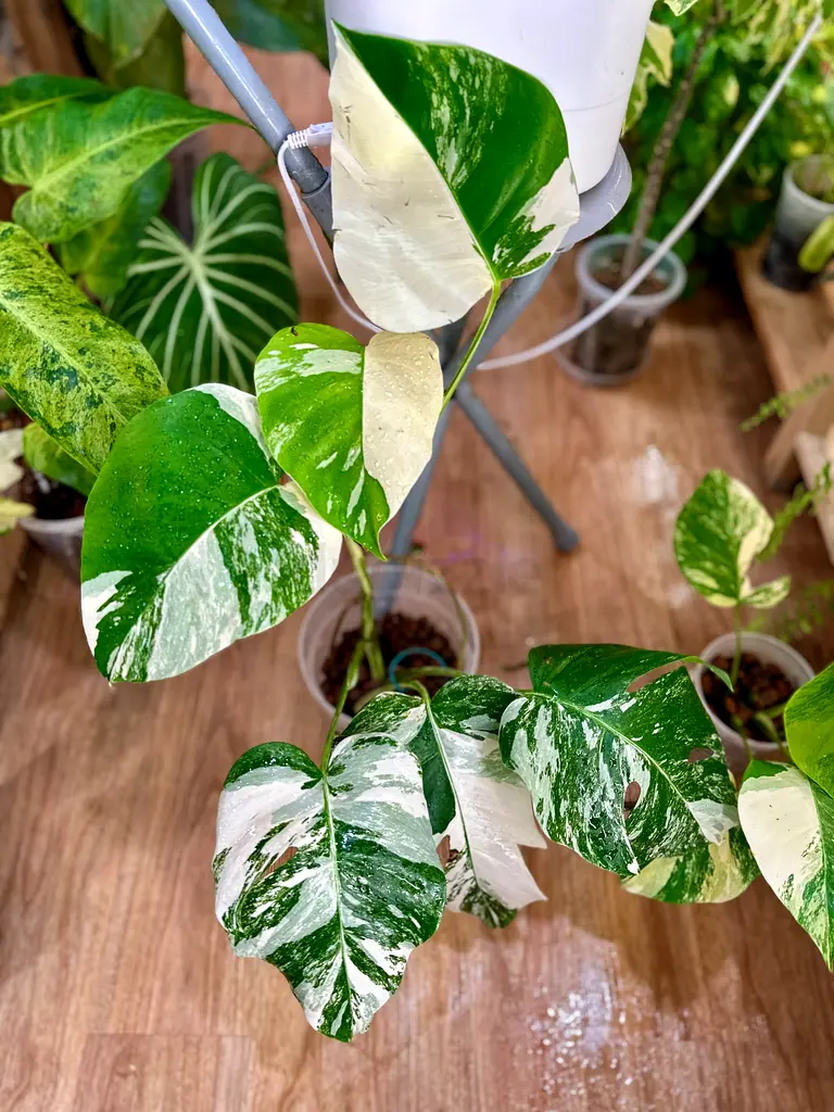 Monstera Albo. 6 leaves. Ard450/-. New leaf half moon. Pickup near ...