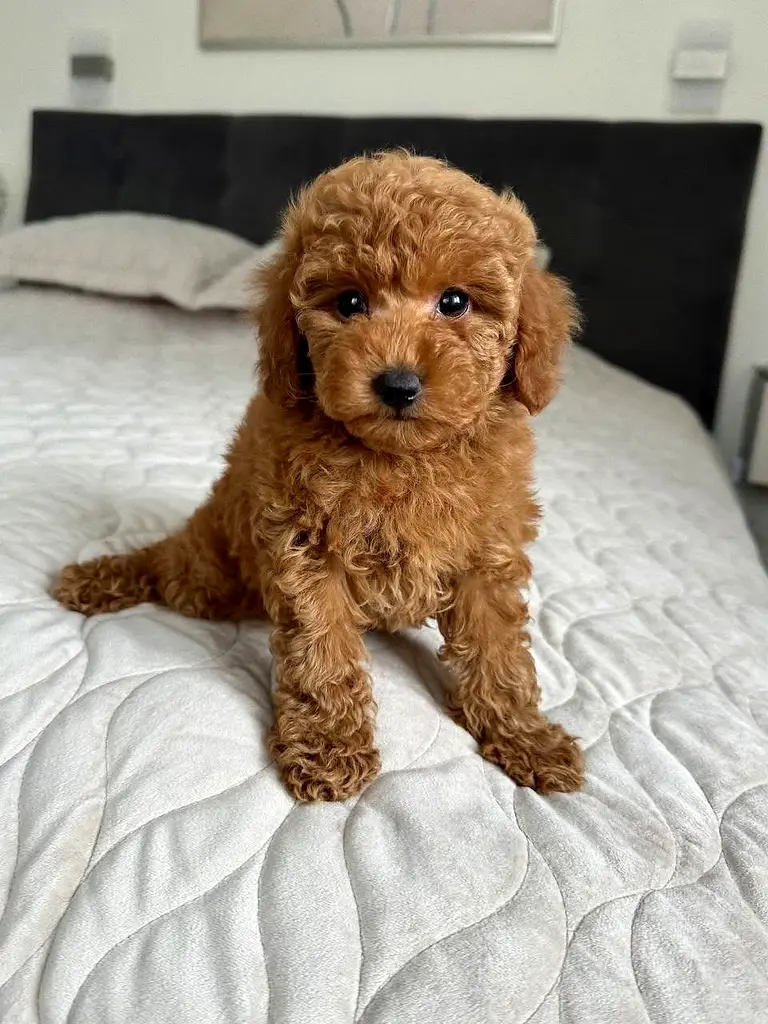 Toy poodle puppy | dubizzle Abu Dhabi