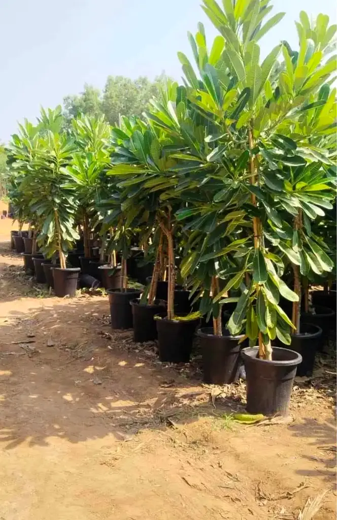 Beautiful Ficus Trees for Sale - Perfect for Garden or Home Decoration ...