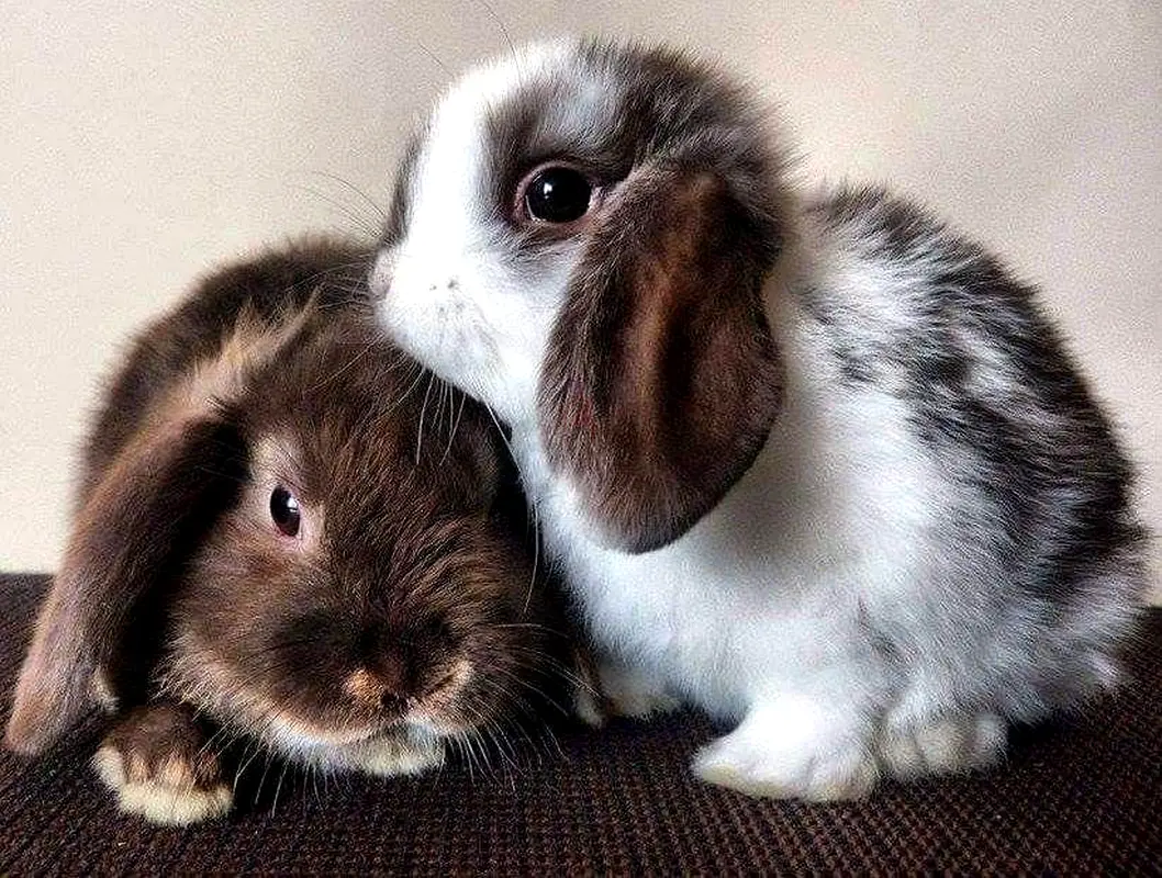 Cute Baby Rabbits for Adoption | dubizzle Dubai