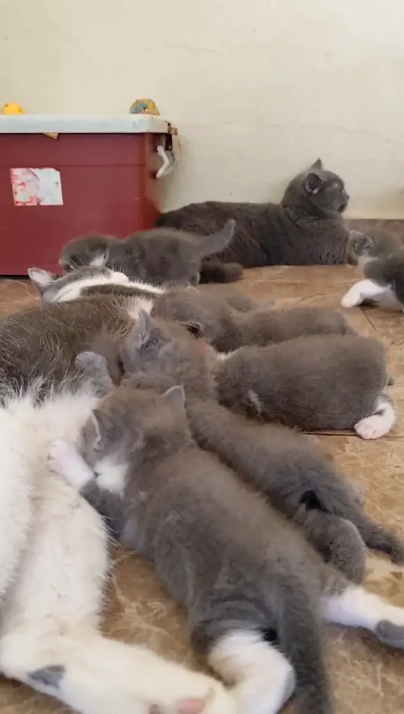 BRITISH SHORTHAIR KETTLE | dubizzle Abu Dhabi