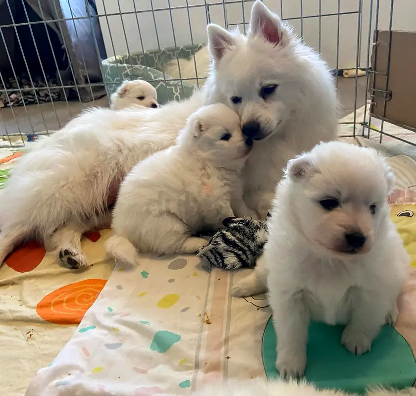 Japanese Spitz puppies | dubizzle Dubai