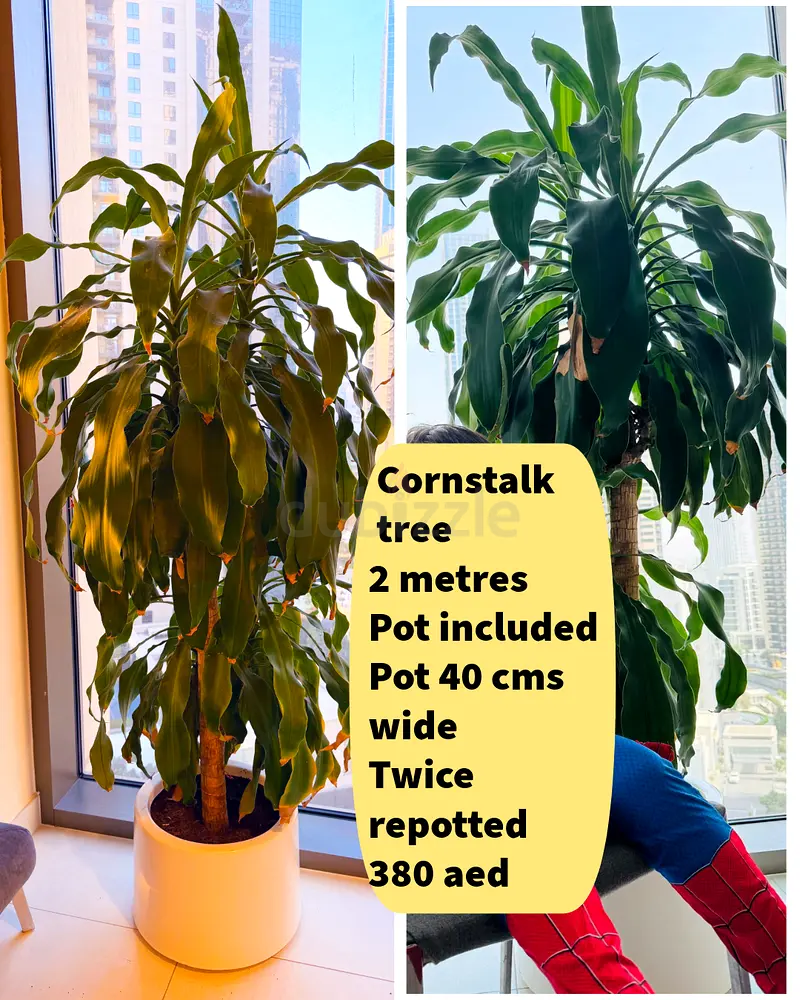 Beautiful Cornstalk Tree - 2 Metres with Pot | dubizzle Dubai