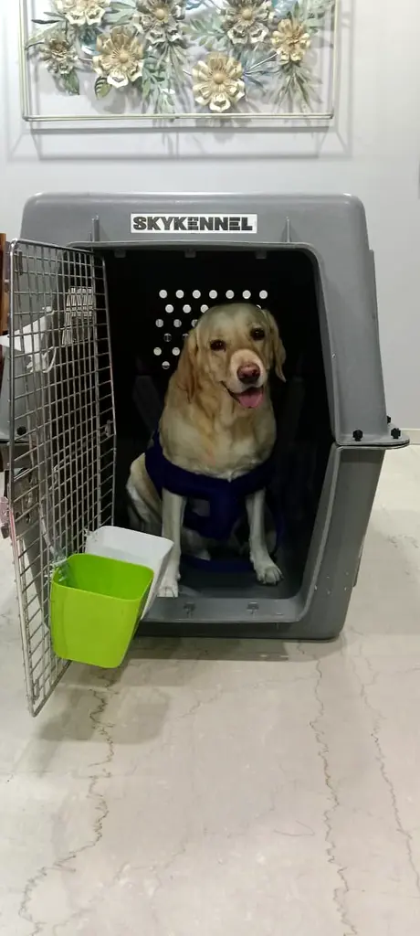 IATA APPROVED 48 INCH DOG TRAVEL CARRIER/CRATE FOR SALE - 1500 AED ...