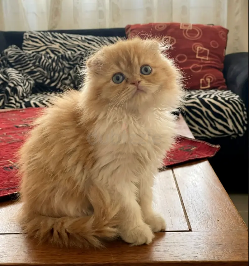 Scottish Fold Male Kitten | dubizzle Abu Dhabi