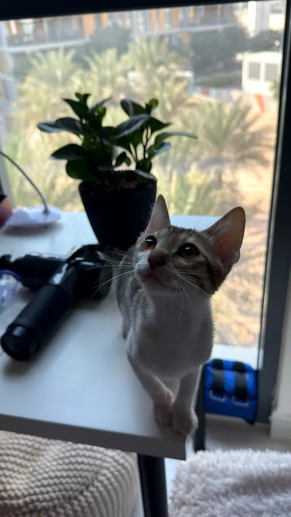 Cute cat | dubizzle Dubai