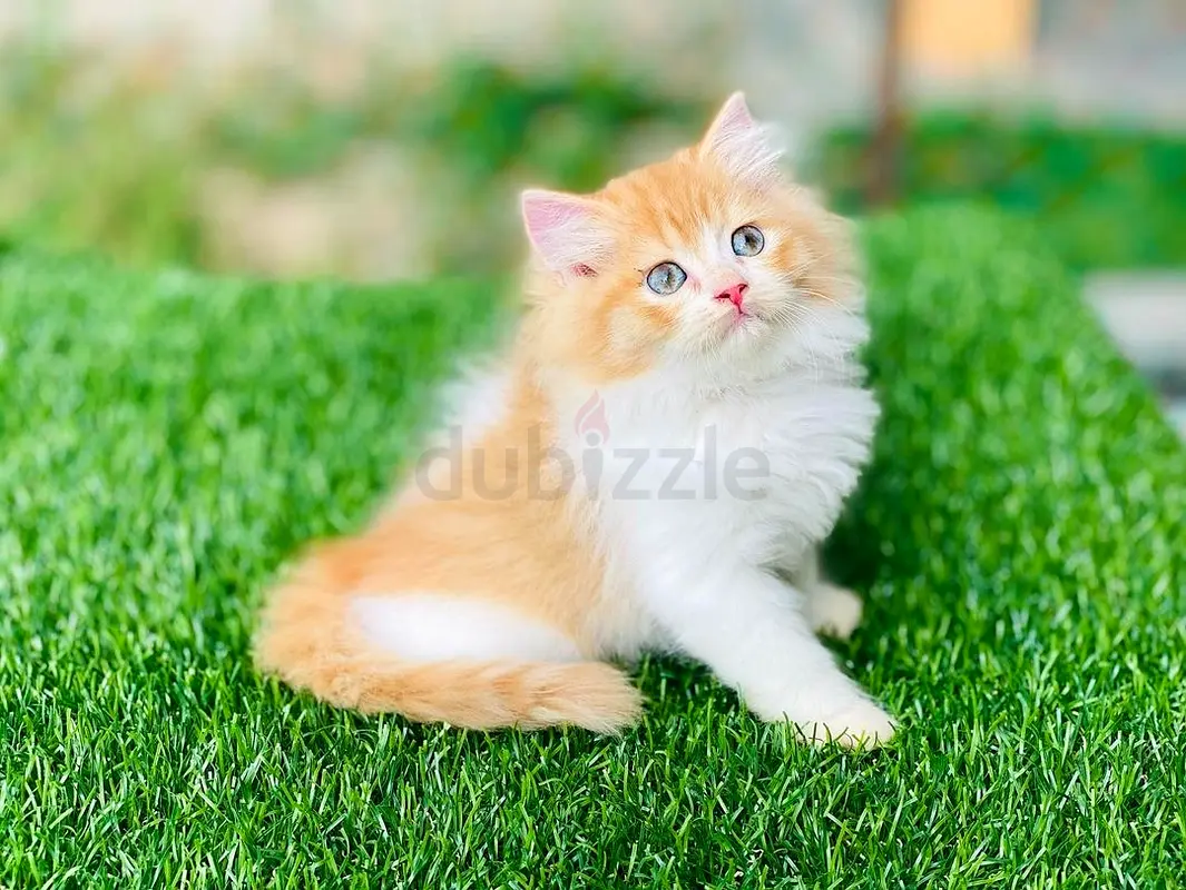 Persian cute kittens | dubizzle Abu Dhabi