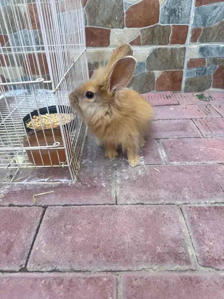 Free adoption - Cute brown small rabbit for a good home. | dubizzle Dubai