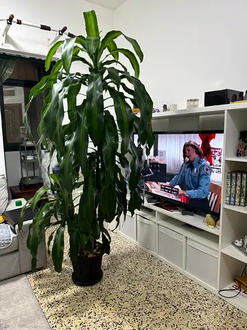 Classifieds: Beautiful Indoor Outdoor Plant for Sale | dubizzle Abu Dhabi