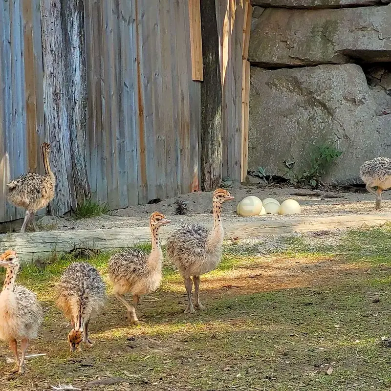 Ostrich chicks | dubizzle Dubai