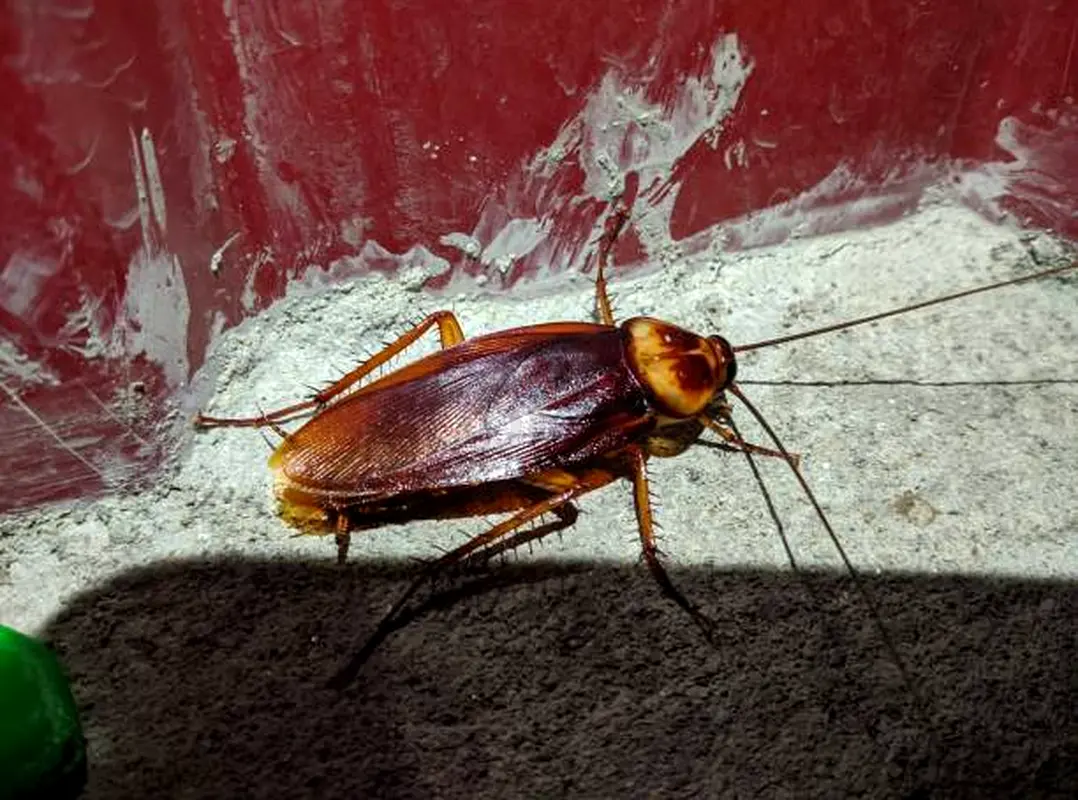 Our target to eliminate pest | dubizzle