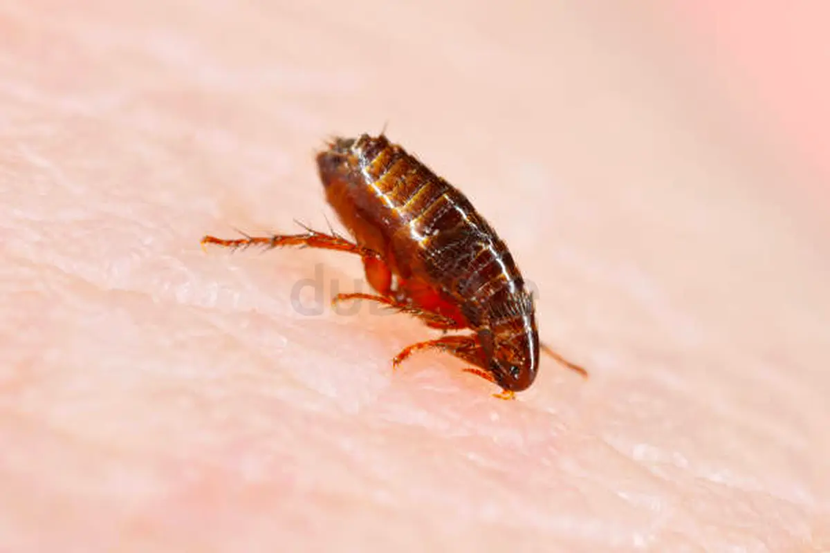 Our target to eliminate pest | dubizzle