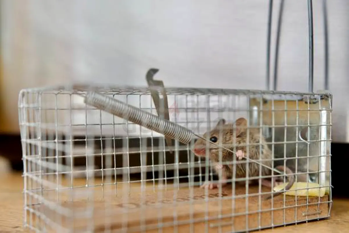 Our target to eliminate pest | dubizzle