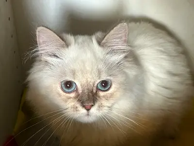 Classifieds: Ragdoll Himalayan mix Kitten 3 months old | dubizzle Sharjah