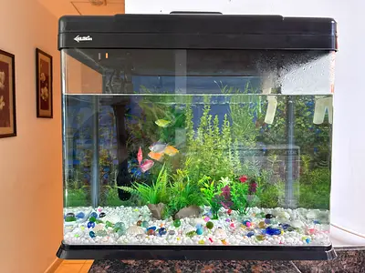 إعلانات مبوبة: Fish aquarium with fish, decor and internal filter ...