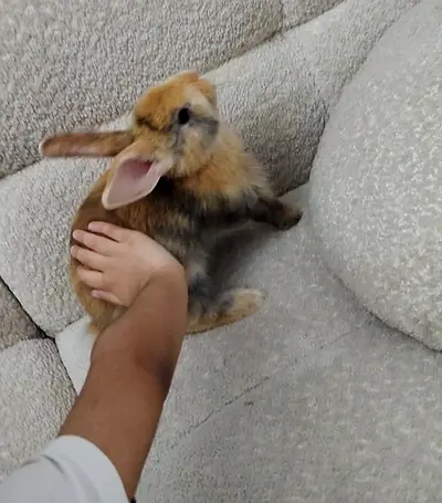 Classifieds: Small Rabbit for Free Adoption | dubizzle Sharjah