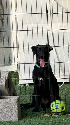 Classifieds: Small dogs for Adoption | dubizzle Dubai