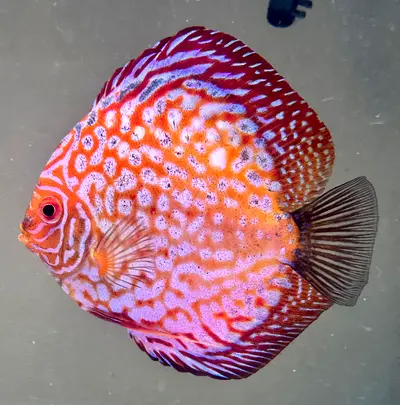 Classifieds: A vibrant discus fish | dubizzle Sharjah