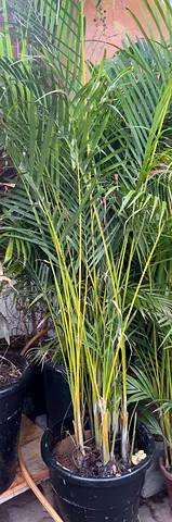 Classifieds: Areca Palm Plant in Black Pot | dubizzle Abu Dhabi