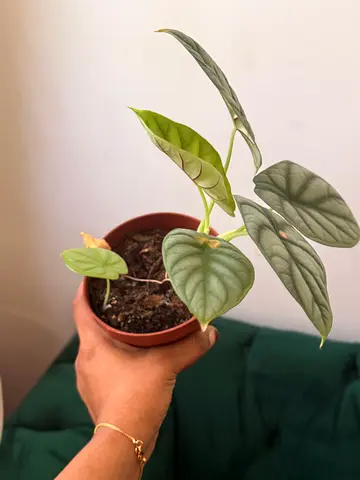 Classifieds: Potted Alocasia Dragon Scale Indoor Plant | dubizzle Abu Dhabi