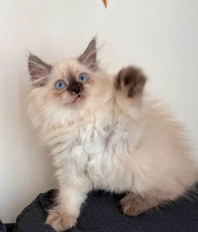 Classifieds: Adorable Pure Himalayan Kitten | dubizzle Dubai