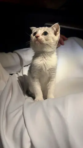 Classifieds: Scottish fold kitten | dubizzle Ajman