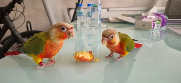 Classifieds: Pair of Pineapple Green-Cheek Conures – Healthy Friendly ...