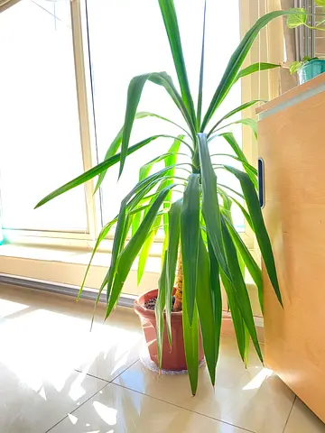 Classifieds: Large indoor yucca/dracaena plant in pot - healthy, bright ...