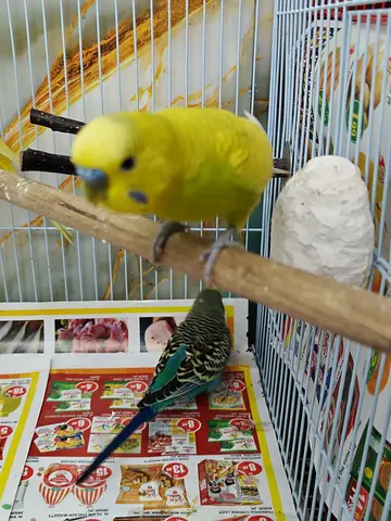 Classifieds: Male Budgerigars (Parakeets) available for pair | dubizzle ...