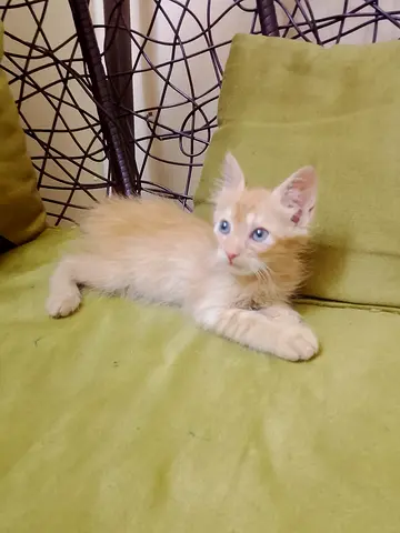 Classifieds: Free kittens | dubizzle Sharjah