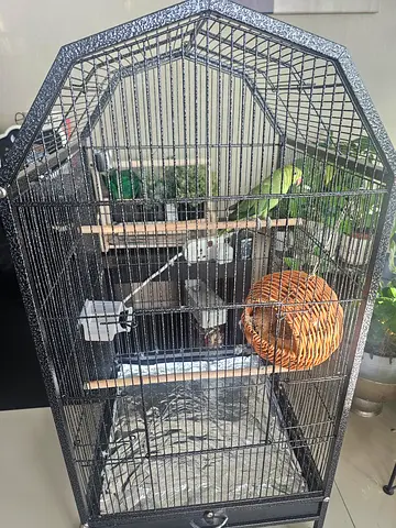 Classifieds: Parrot with Large Metal Bird Cage with Accessories ...
