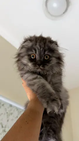 Classifieds: Scottish Fold Long hair 4 months | dubizzle Dubai