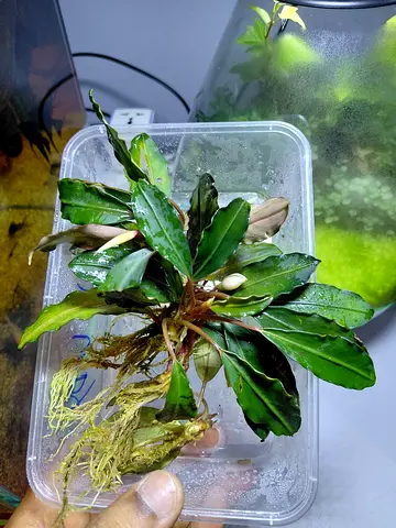 Classifieds: Bucephlandra Pink Lady 3 Rhizome | dubizzle Sharjah