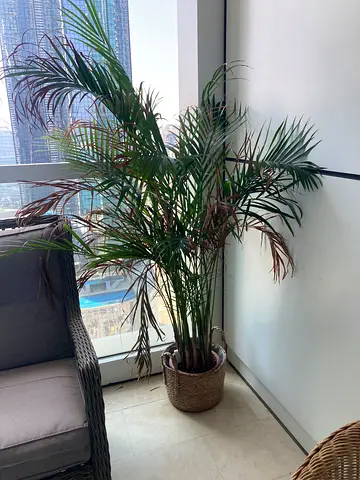 Classifieds: Large indoor potted palm plant — healthy decorative ...