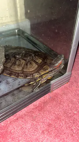 Classifieds: Red-eared slider turtle with glass tank | dubizzle Sharjah