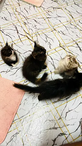 Classifieds: Adorable fluffy kittens for free adoption | dubizzle Abu Dhabi