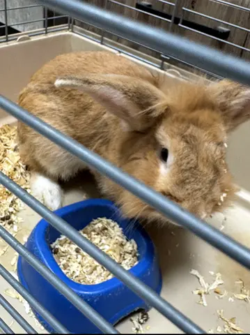 Classifieds: Male Rabbit 1 year old for adoption | dubizzle Sharjah