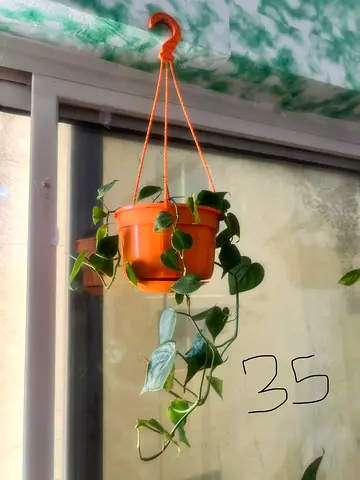 Classifieds: Hanging pothos in plastic pot — healthy trailing plant ...